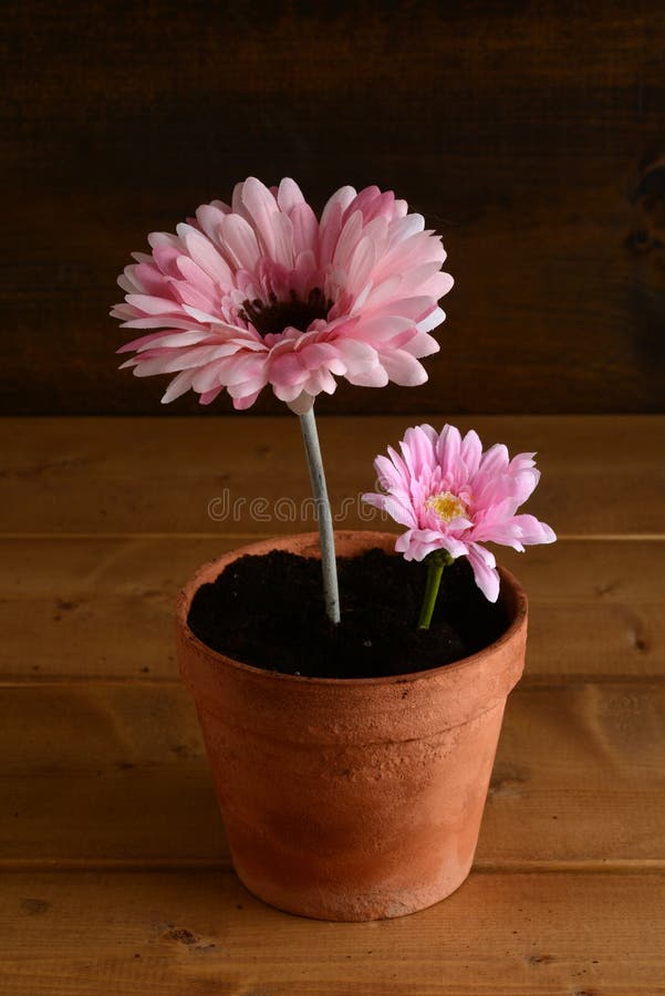 Two Pink Daises in an Old Pot Stock Image - Image of chrysanthemum ...