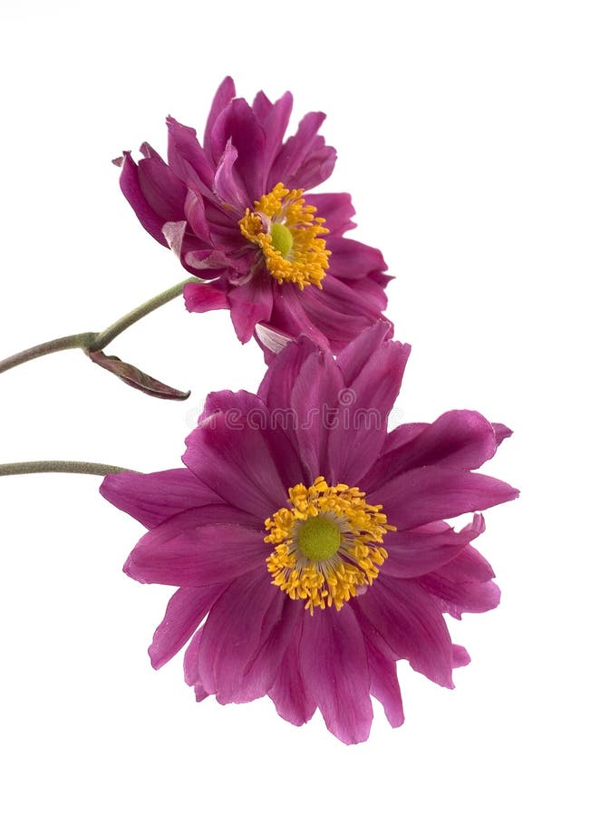 Two pink daisy flowers stock photo. Image of isolated - 10484028