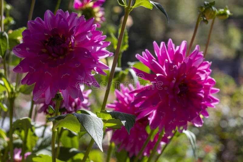 Pink Dalia Flower Bloomed in Garden Stock Photo - Image of pink, petal ...