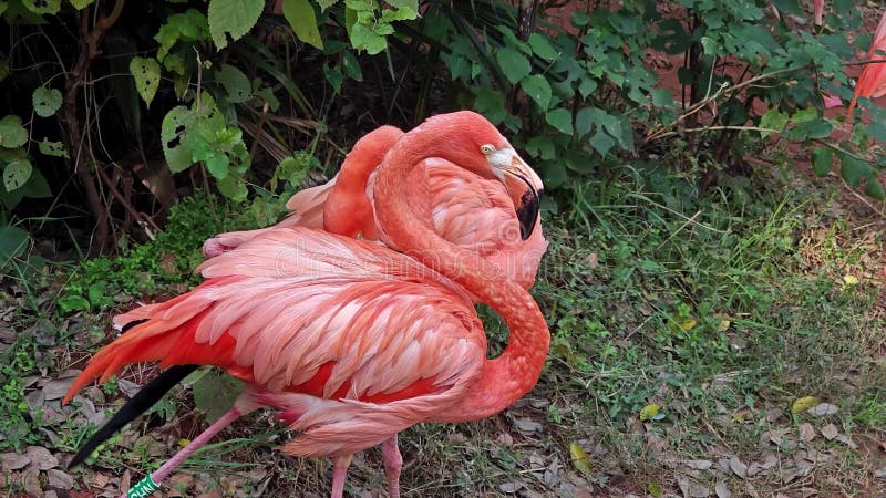Pink Flamingo Stands in the Forest Near the Lake and Looks at the ...