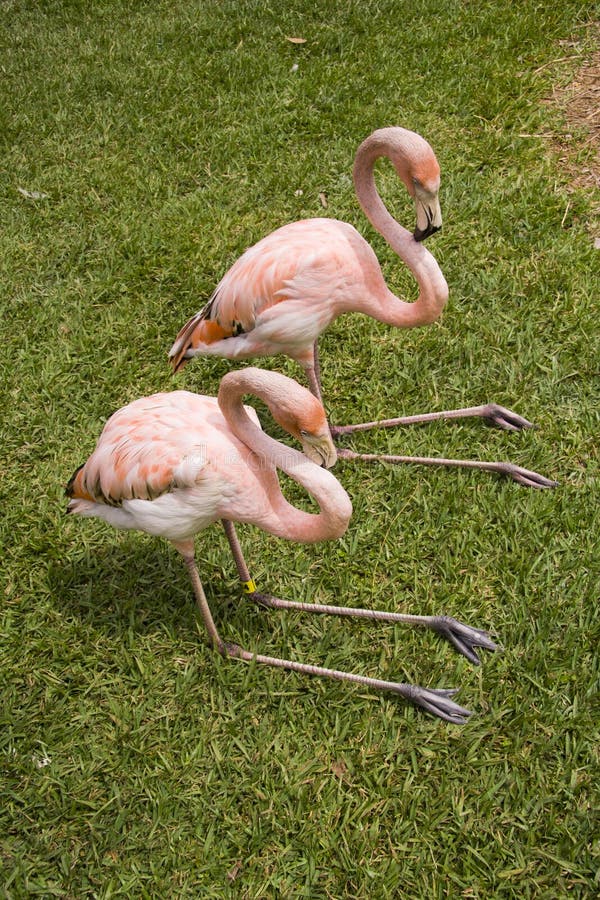 Two Pink Flamingos stock image. Image of subtropics, colorful - 19631821