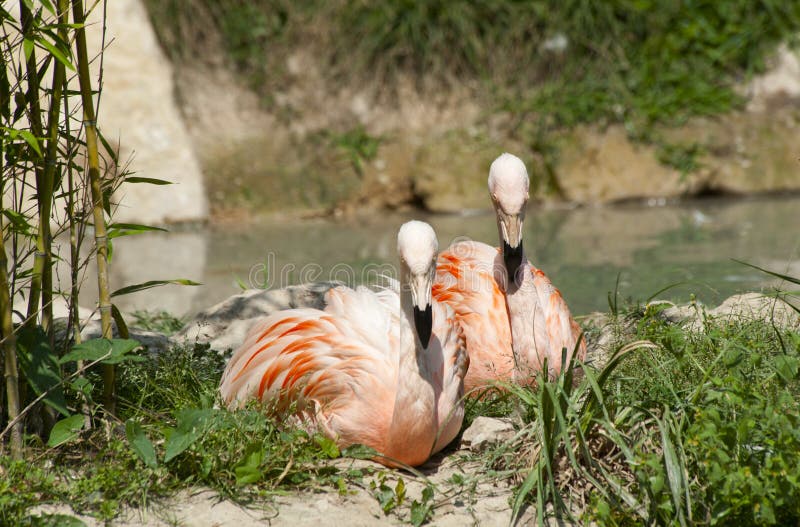 Two Pink Flamingos stock image. Image of water, lake - 26065727
