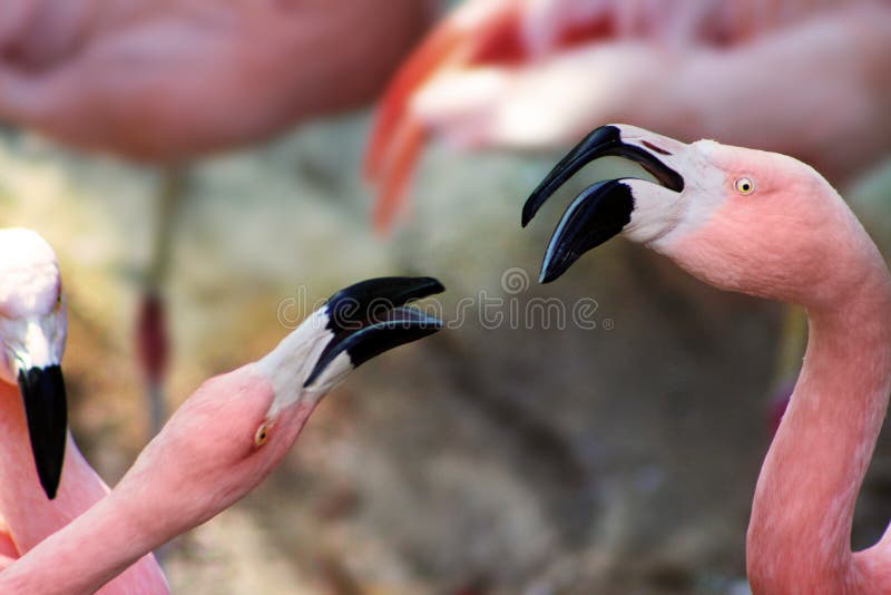 Flamingos fighting stock photo. Image of flamingos, nature - 41089342