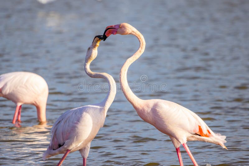 Two Pink Flamingos Kissing in Nature Stock Photo - Image of decorative ...