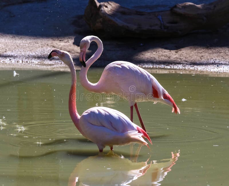 Two Pink Flamingos Standing in the Water . Stock Image - Image of ...