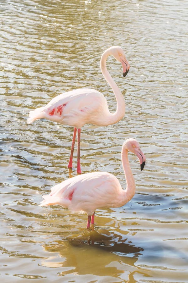 Two Pink Flamingos Walking in the Water in Natural Environment Stock ...