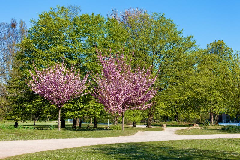 Two Pink Flowering Ornamental Cherry Trees in a Park in Springtime ...