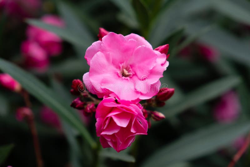 Two pink flowers stock photo. Image of spring, azalea - 153559918