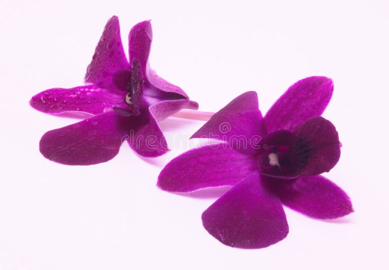 34,528 Two Color Flowers Gaojialing Stock Photos - Free & Royalty-Free ...