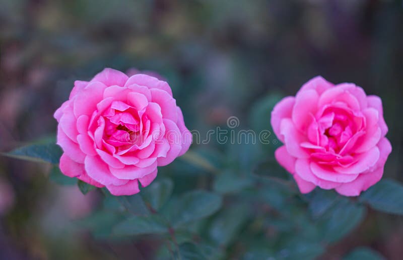Two pink flowers bloomed stock image. Image of head - 363653115