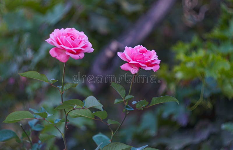 Two pink flowers bloomed stock image. Image of object - 363653121