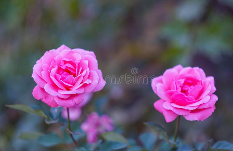 Two pink flowers bloomed stock image. Image of macro - 363653197