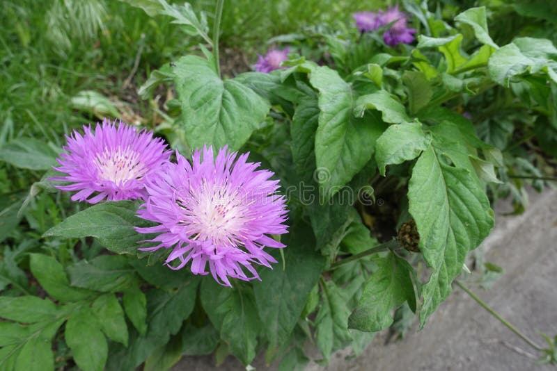 Two Pink Flowers of Centaurea Dealbata in May Stock Image - Image of ...