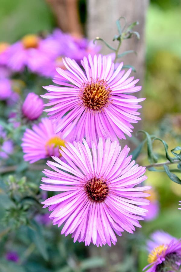 Two Pink Flowers in the Foreground Stock Photo - Image of flower, pink ...