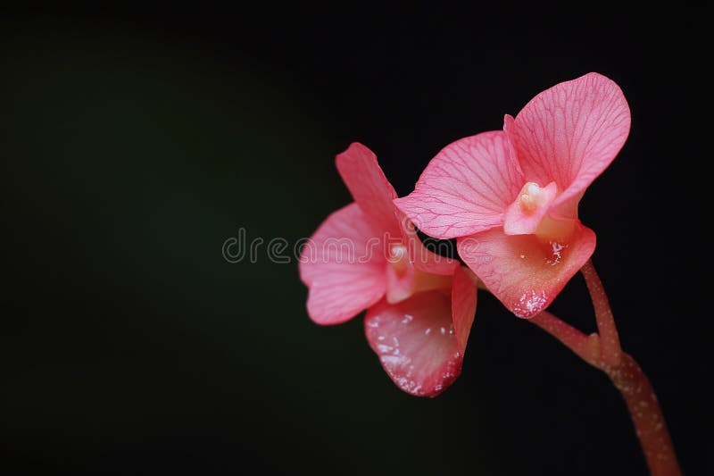 Two pink flowers on a stem stock image. Image of flowers - 372484553