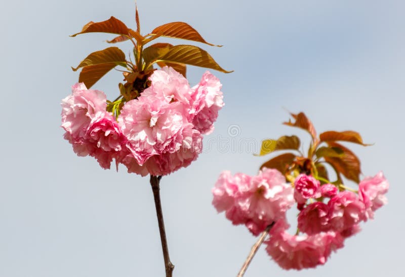 Two Pink Flowers are on a Tree Branch Stock Photo - Image of tree, blue ...