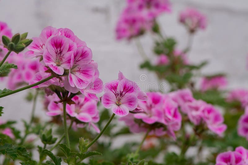 Two Pink Geranium Blossoms Growing in a Hanging Basket Stock Photo ...