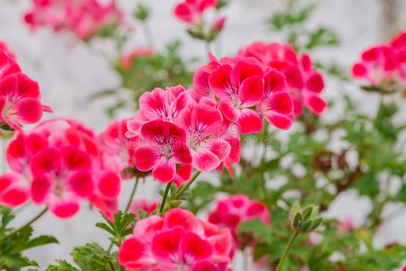 Two Pink Geranium Blossoms Growing in a Hanging Basket Stock Image ...