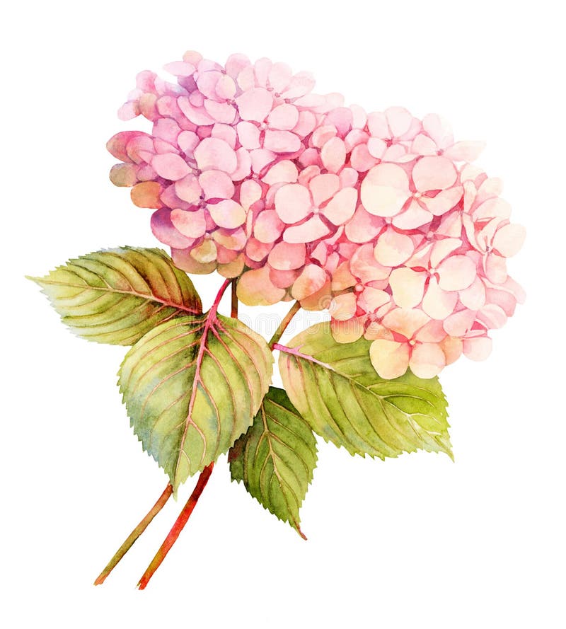 Watercolor Pink Hydrangea Flower Stock Illustration - Illustration of ...