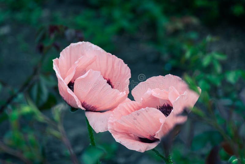Two Pink Large Poppy Flowers on a Dark Vertical Background Stock Photo ...