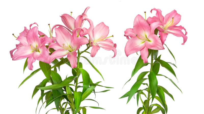 Two Pink Lilies. Lilies Flowers Stock Image - Image of color, flower ...