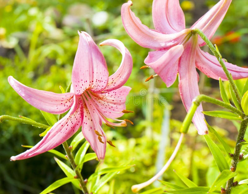 Two pink lilies stock image. Image of blossom, lily, plant - 39128197