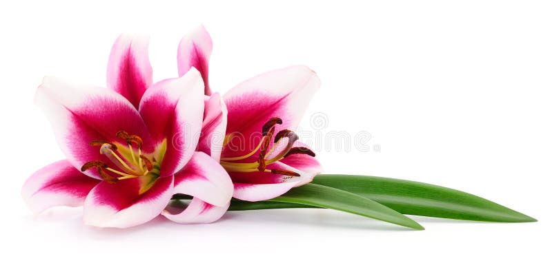 Two pink lilies stock image. Image of lily, spotted - 181297855