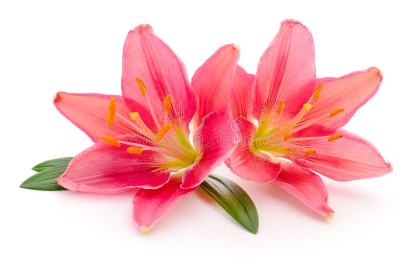 Two pink lilies stock photo. Image of isolated, color - 210503104