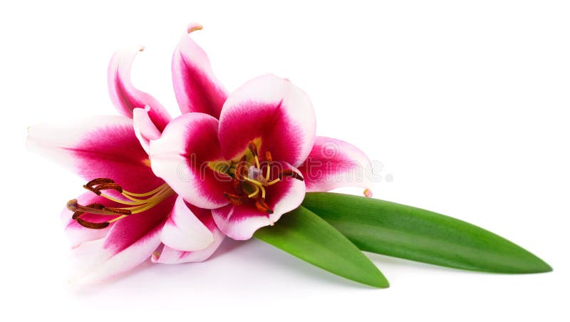 Two pink lilies stock photo. Image of beautiful, white - 272226208