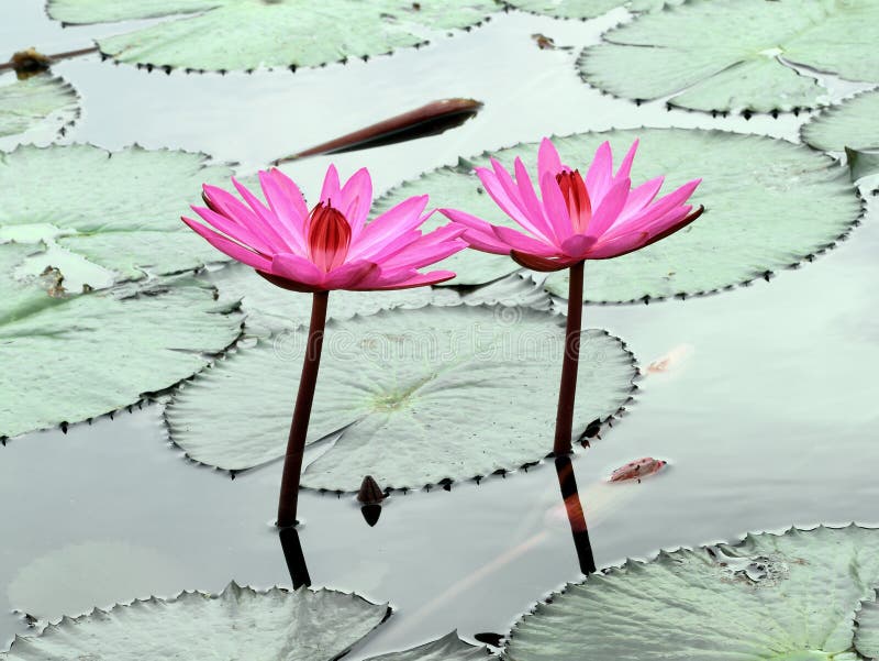 Two pInk lotus stock photo. Image of leaves, botany, color - 28468324