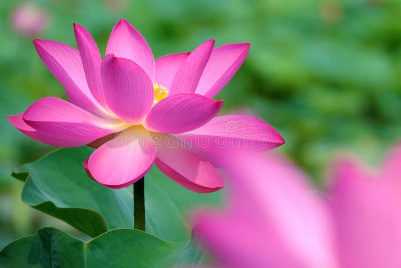 Two pink lotus flowers stock photo. Image of lotus, petals - 154833326
