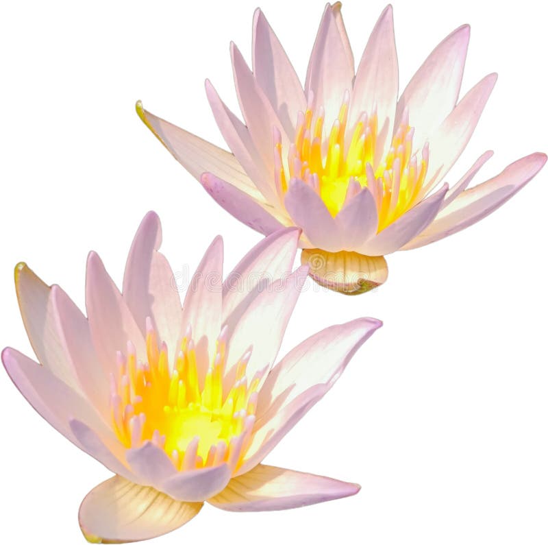 Two Pink Lotus Flowers on Separate White Background Stock Image - Image ...