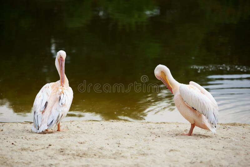 Two pink pelicans stock image. Image of exotic, preening - 172350693