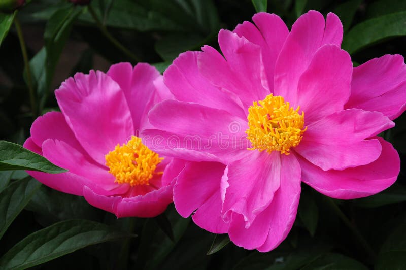 Two pink peonies stock photo. Image of environment, blessing - 37695622