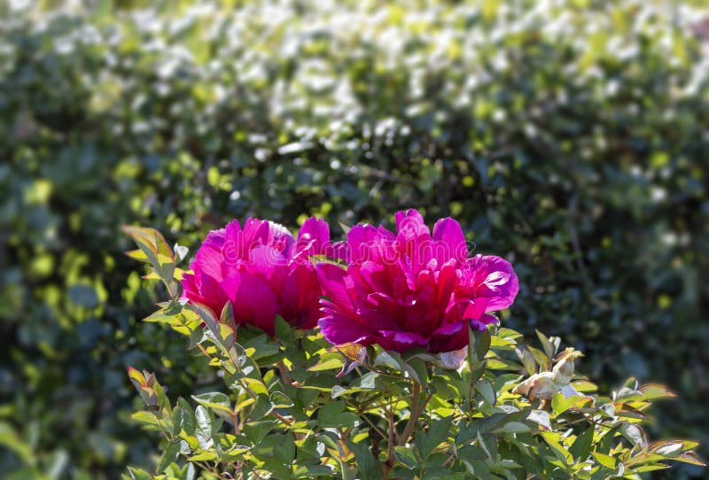 Two pink peonies stock image. Image of botany, spring - 233087743