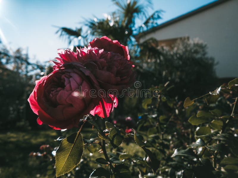 Two Pink Petaled Roses stock image. Image of festival - 114677633