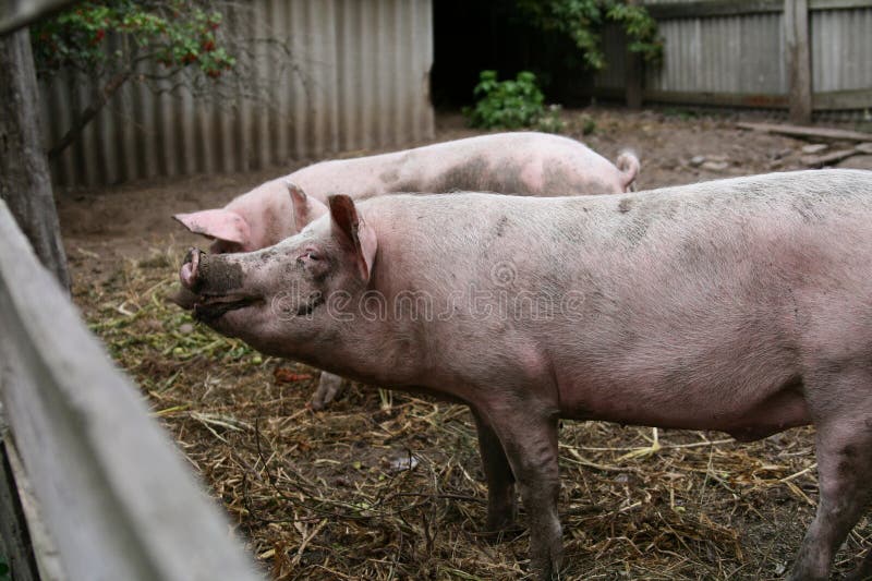 Two Pink Pigs in a Farm Waiting for Feeding. Stock Photo - Image of ...