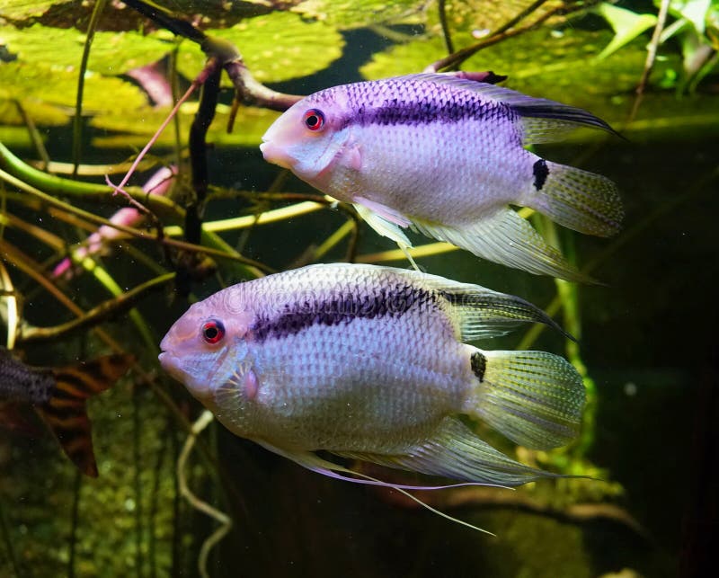 Purple fish stock image. Image of small, artis, peculiar - 13552109