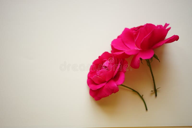 Two Pink Rose Flowers on the Beige Table, Art Card Stock Image - Image ...
