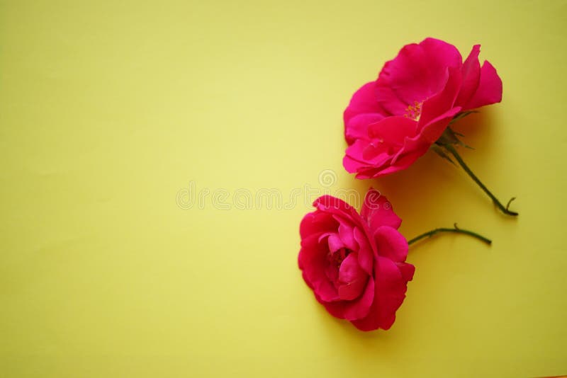 Two Pink Rose Flowers on the Yellow Table, Copy Space Stock Photo ...