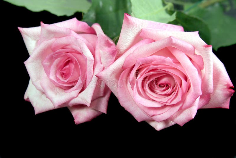 Two Pink Roses stock image. Image of bloom, garden, green - 4176351