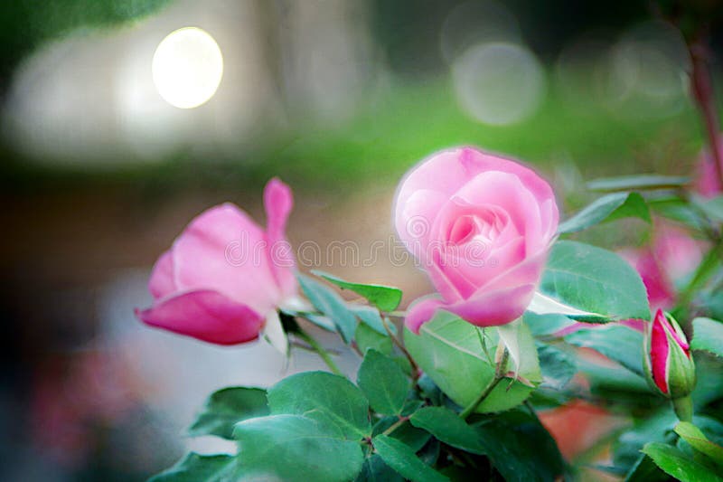 Two Pink Roses in Brilliance Stock Image - Image of garden, roses ...