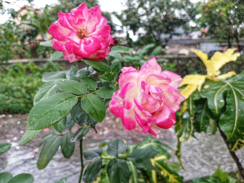 Two Pink Roses in Full Bloom Outdoors Stock Image - Image of bouquet ...