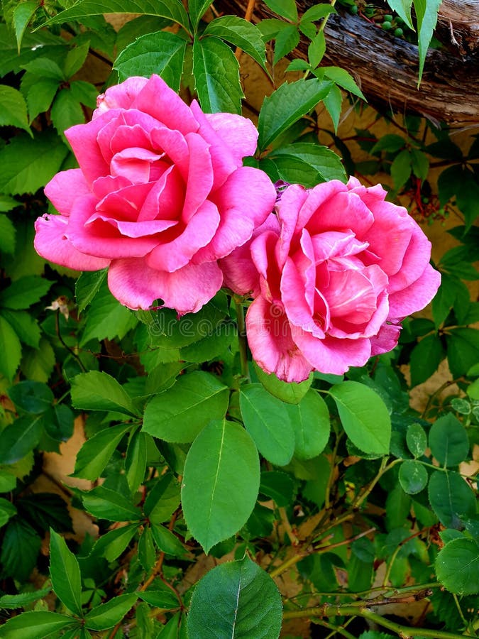 Two Pink Roses in the Garden Stock Photo - Image of petal, shrub: 201537520