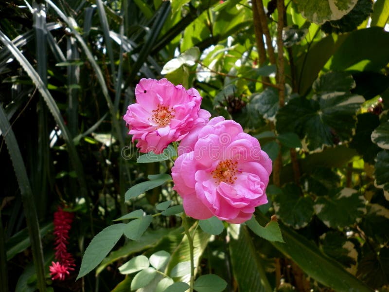 Two Pink Roses in the Garden Stock Image - Image of blossom, detail ...