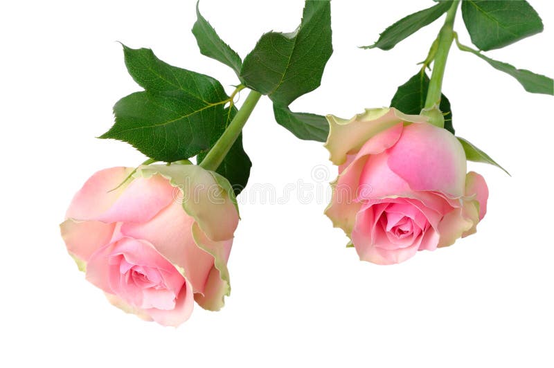 Two pink roses stock photo. Image of pink, nature, isolated - 29936194