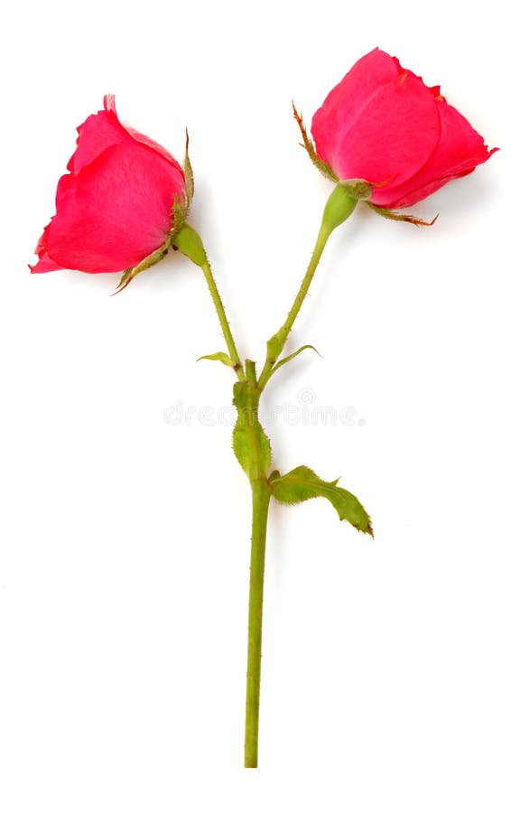 Two Red Roses Rose Garden Stock Illustrations – 79 Two Red Roses Rose ...