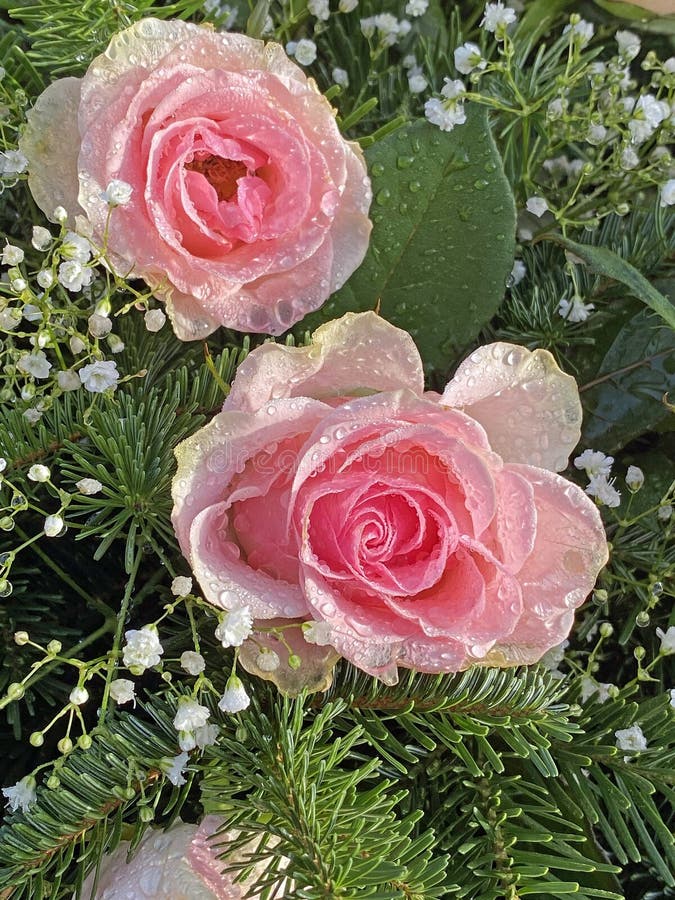 Two pink roses stock image. Image of season, pink, nature - 217420049