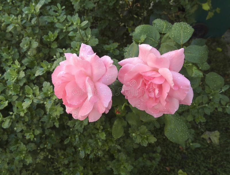 Two Pink Roses stock image. Image of flowers, green, sweet - 99762695