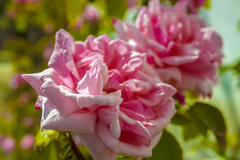 Two Pink Roses in Selective Focus Composition Stock Image - Image of ...